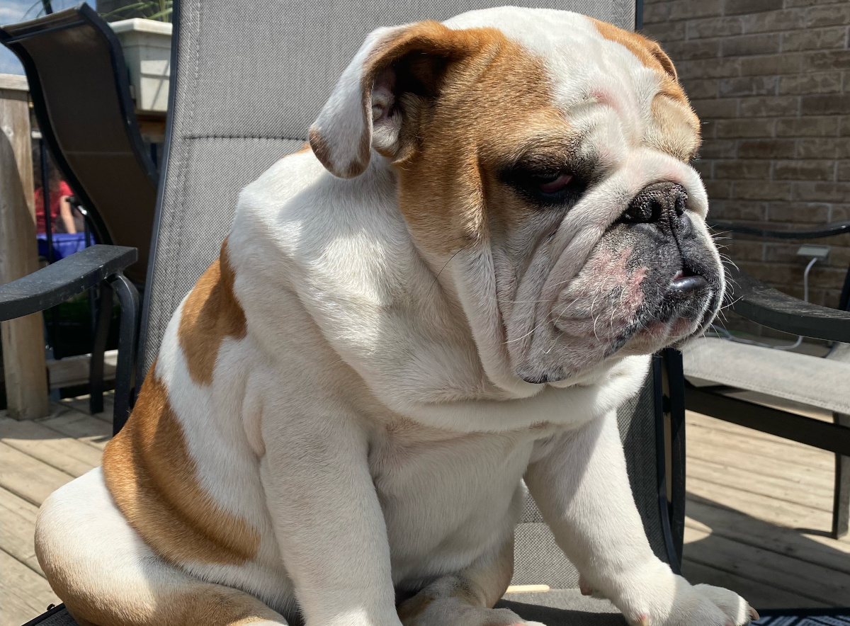 Bulldog Breed Quiz: How Well Do You Know These Tenacious Canines ...