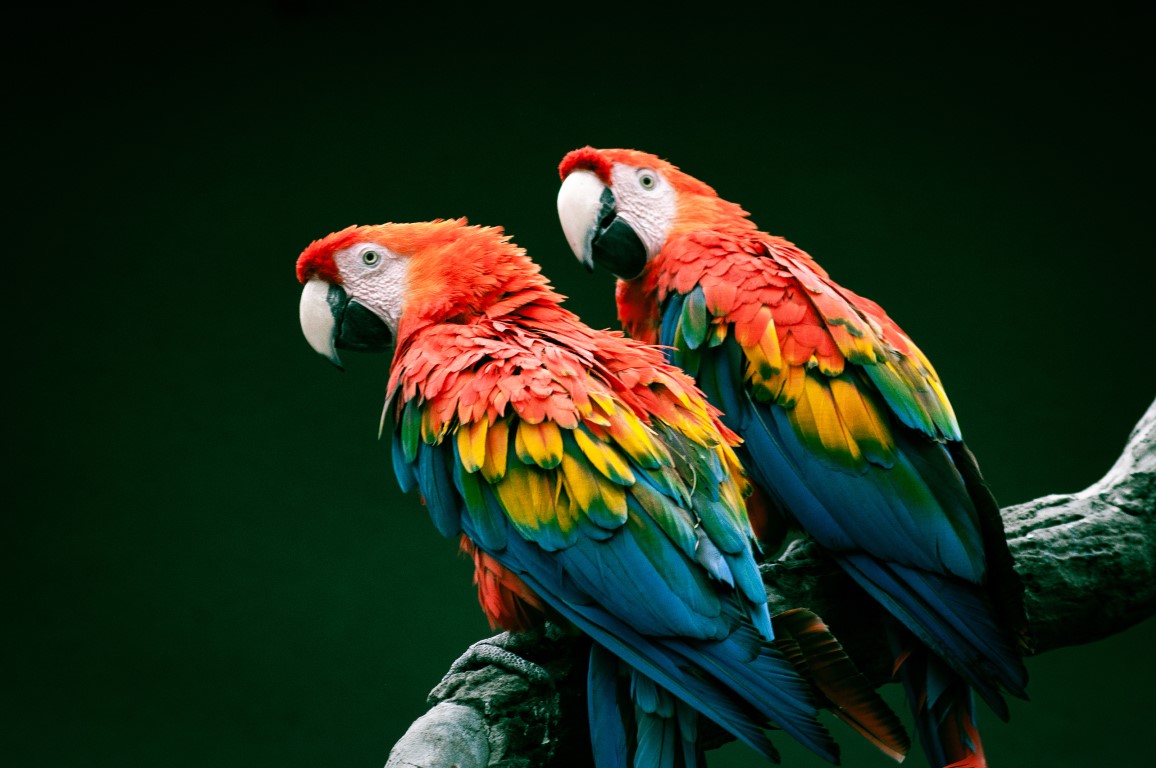 Squawk-tastic Parrot Trivia: Test Your Avian Knowledge - Daily Animal ...