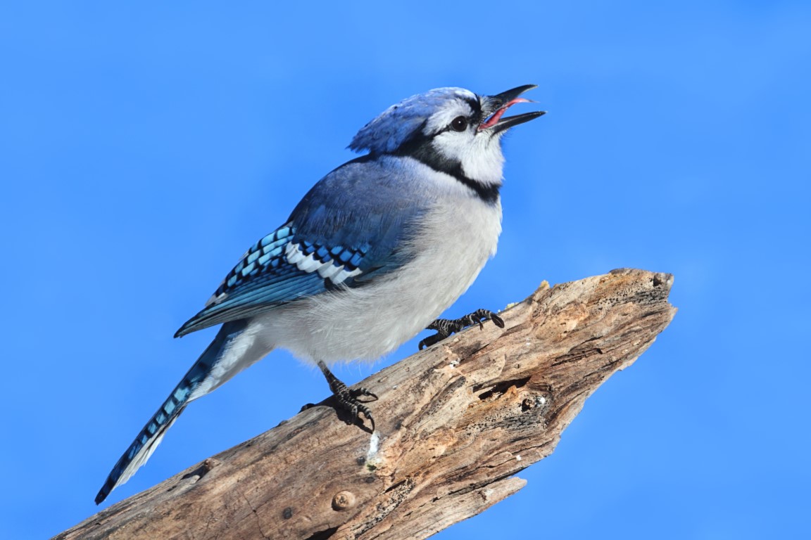 Blue Jay Bonanza: A Feather-Filled Trivia Quiz - Daily Animal Trivia